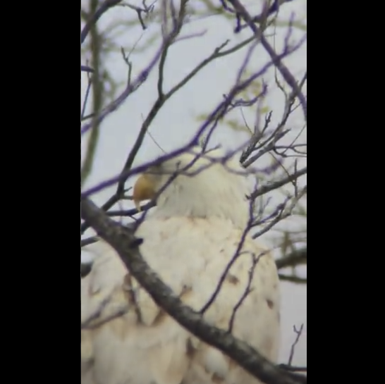 WATCH: Rare White Bald Eagle Spotted 'Just in Time for World Cup Win ...