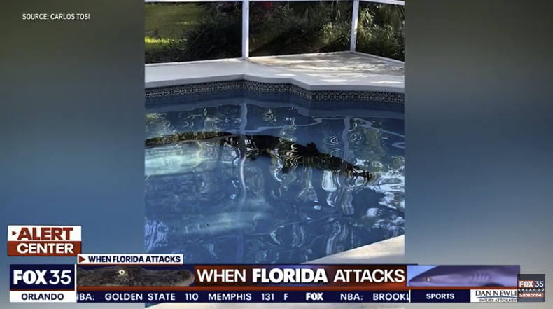 Florida Home Owner STUNNED to Find 11-Foot Alligator in Swimming Pool ...