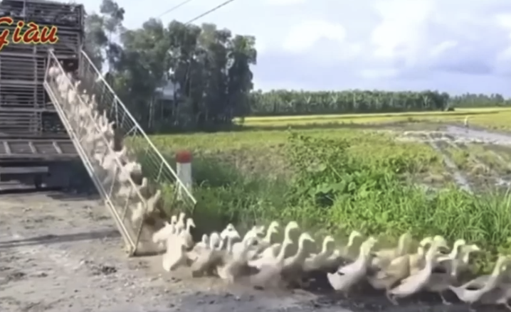 DUCK TRANSPORTATION: Watch as Thousands of Ducks Pile Out of Trucks to ...