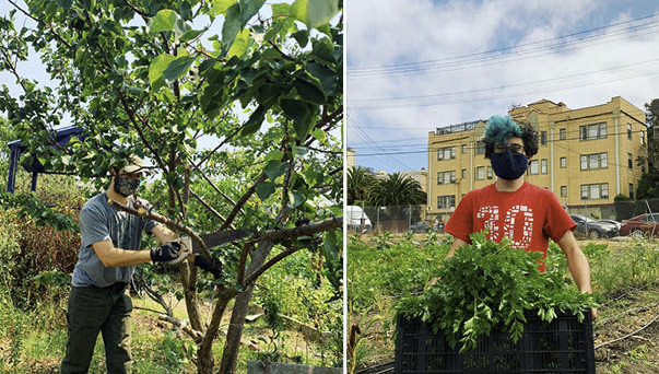 Berkeley's Community Farm Faces Accusations of Discrimination Against ...